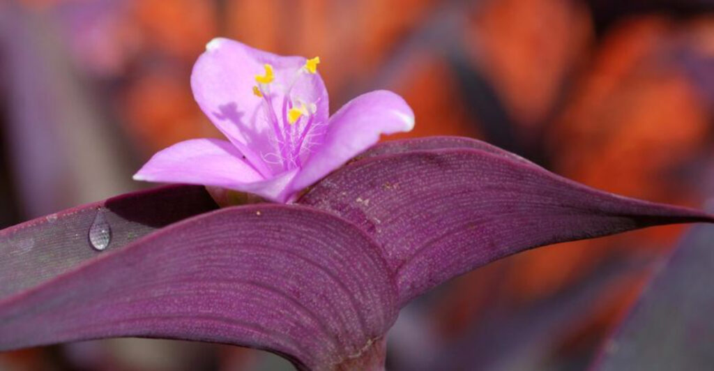 19 Low-Maintenance Plants That Thrive in Tennessee Without Daily ...