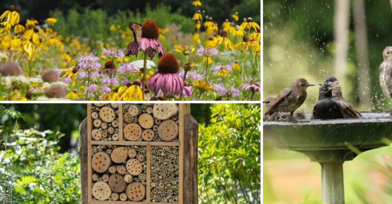 19 Ways to Create a Wildlife-Friendly Yard - Complete Gardening