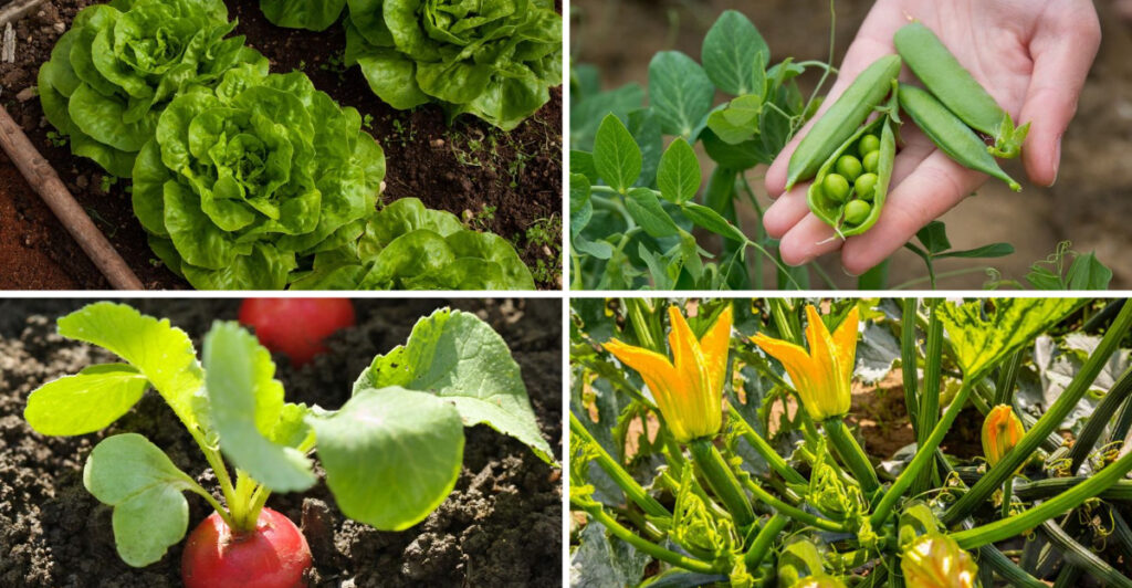 20 Best Vegetables for Beginners - Complete Gardening