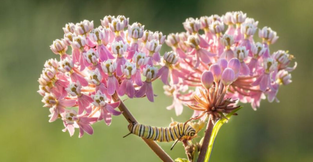 20 Native Flowers That Outshine Imported Ones - Complete Gardening