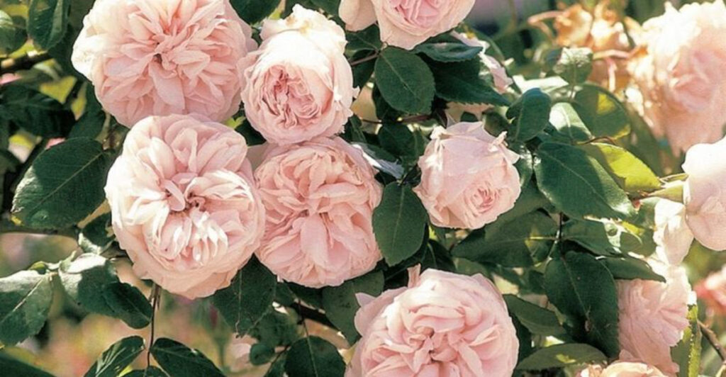 20 Rose Varieties That Bloom Nonstop (And Smell Like a Dream ...