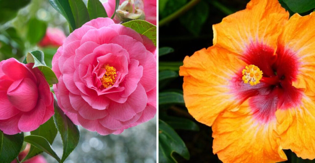 23 Year Round Bloomers Revealed Something Shocking - Endless Color ...