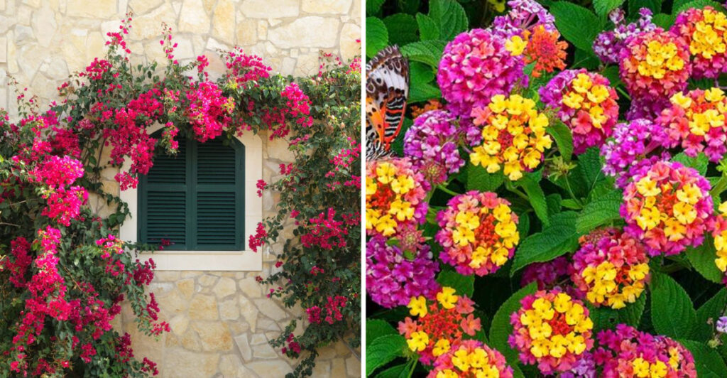 31 Heat Loving Plants Revealed Something Shocking - They Need Less Care ...