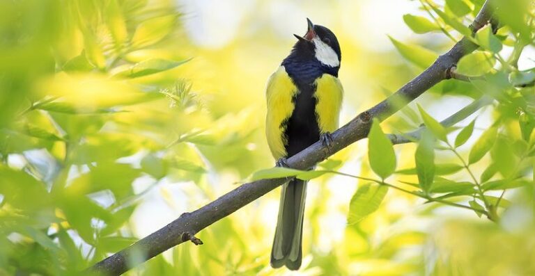 15 Benefits To Having Birds Around In Your Garden - Complete Gardening