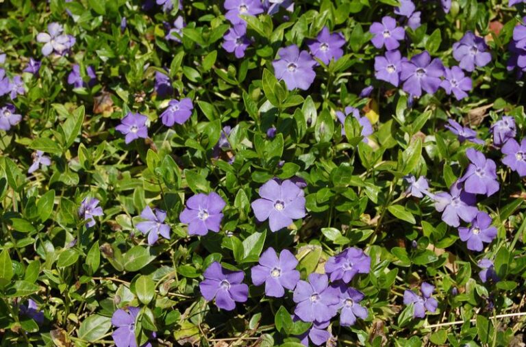 15 Ground Covers That Beat Mulch in Georgia’s Clay Soil — Low ...