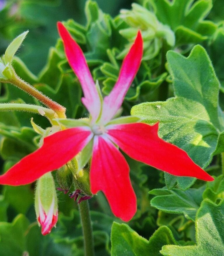 These 19 Geranium Varieties Bloom All Season With Minimal Care ...