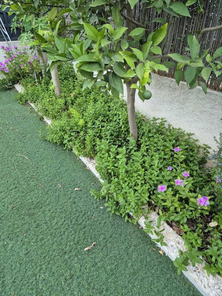 28 Companion Plants to Grow Under Fruit Trees for Bigger Bounties and ...