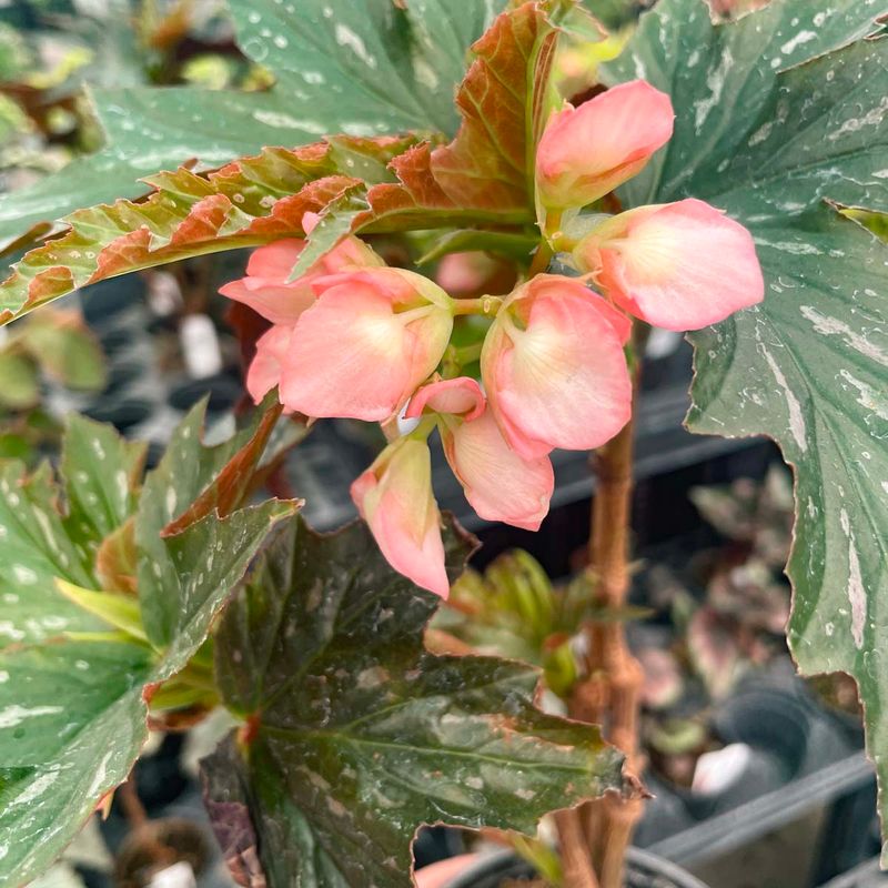 These 9 Spotted Begonia Varieties Share One Thing - Living Masterpieces ...