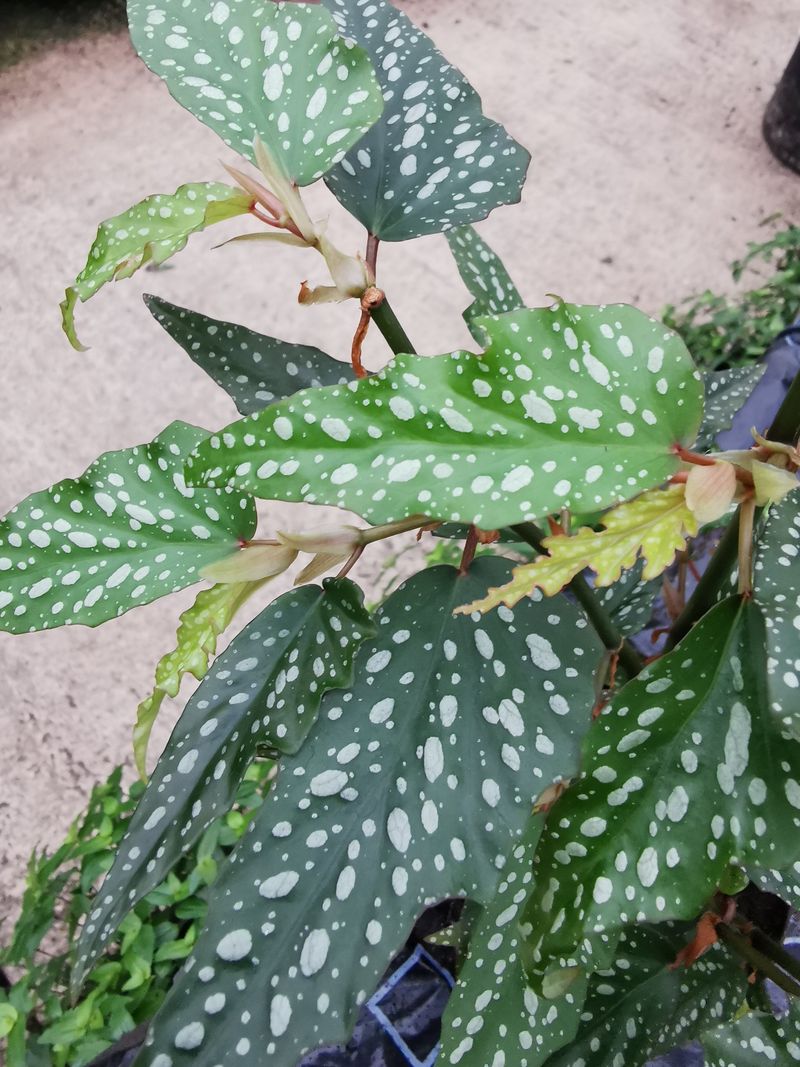 These 9 Spotted Begonia Varieties Share One Thing - Living Masterpieces ...