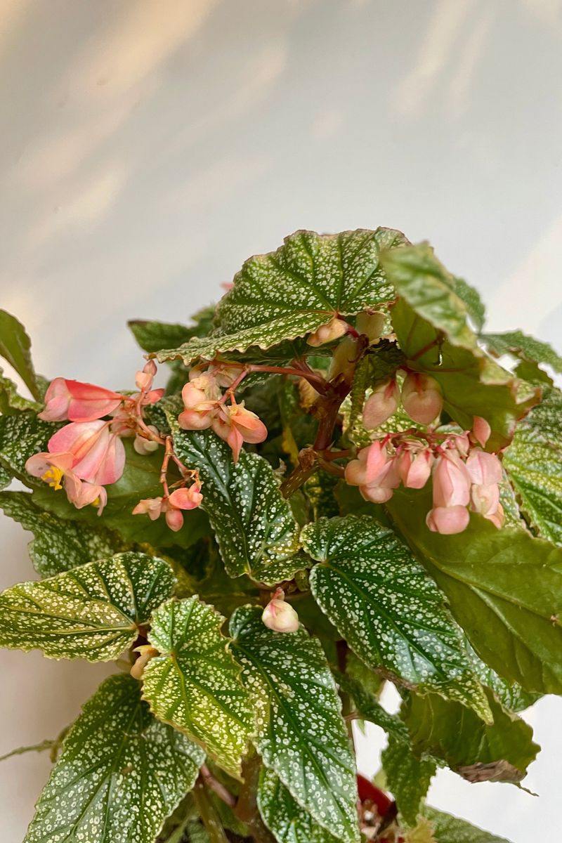 These 9 Spotted Begonia Varieties Share One Thing - Living Masterpieces ...