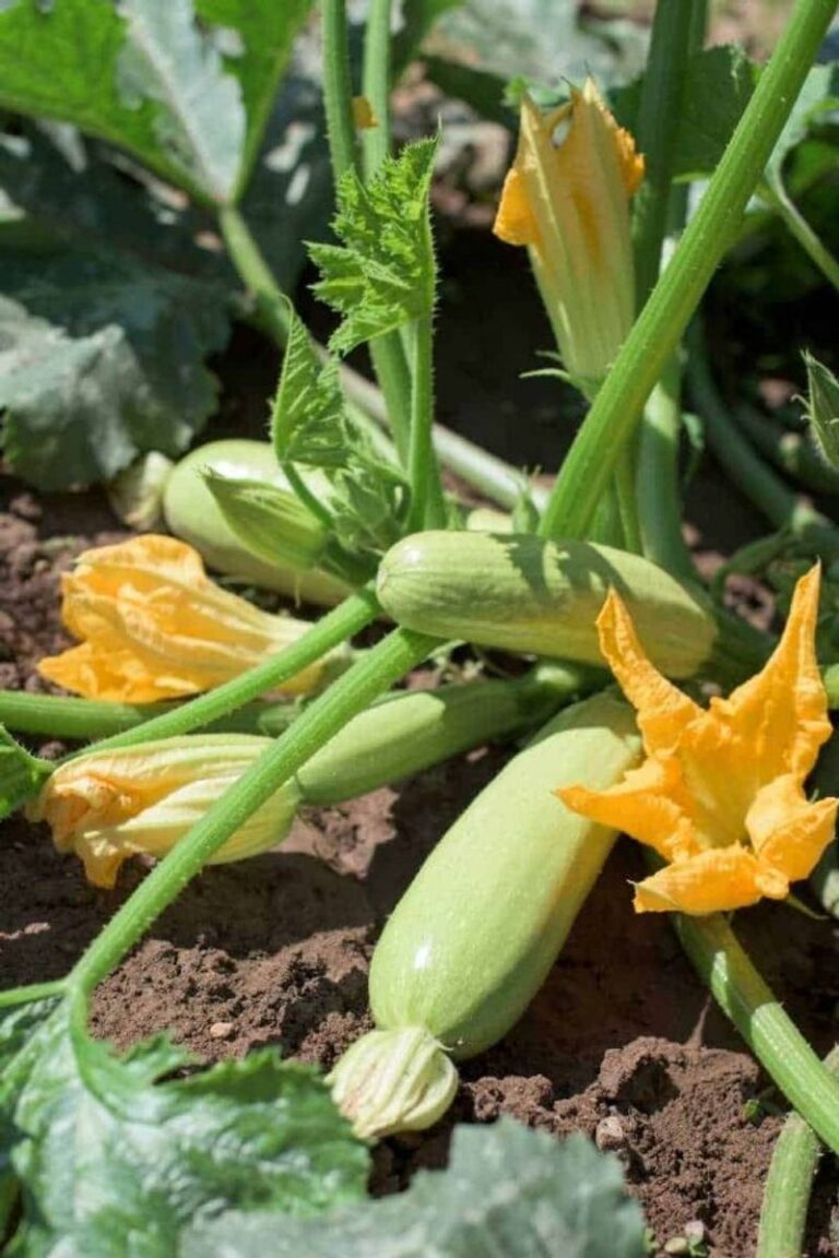 17 Fast-Growing Veggies for Quick Harvests - Complete Gardening