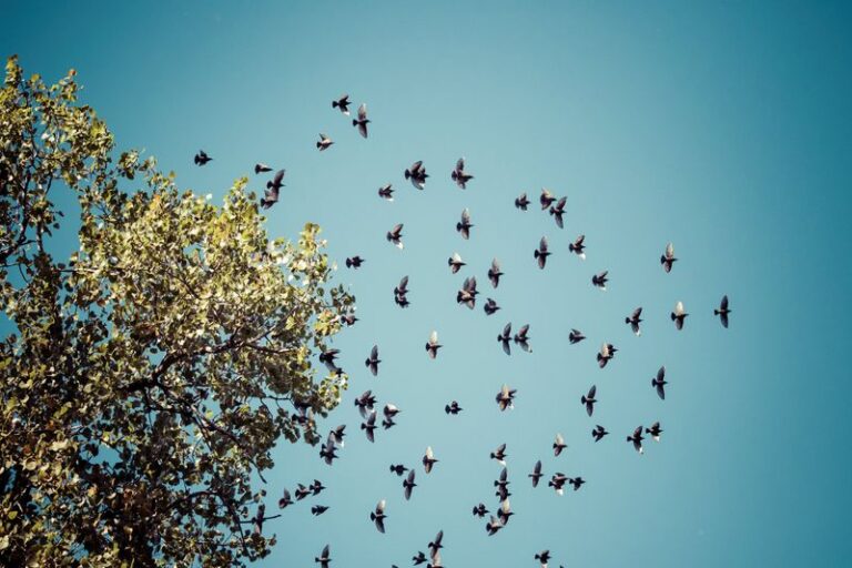 15 Benefits To Having Birds Around In Your Garden - Complete Gardening