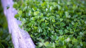 21 Practical Ways to Enhance Soil Quality for Your Vegetable Garden ...
