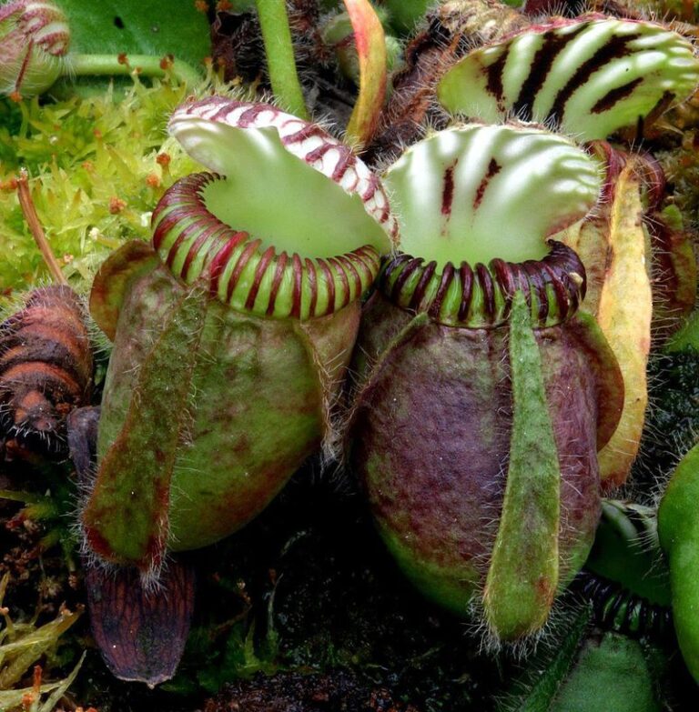 These 17 Carnivorous Plants Thrive Indoors - One Catches 200 Flies ...