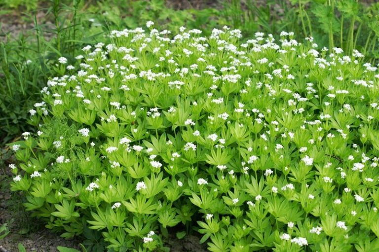 15 Ground Covers That Beat Mulch in Georgia’s Clay Soil — Low ...