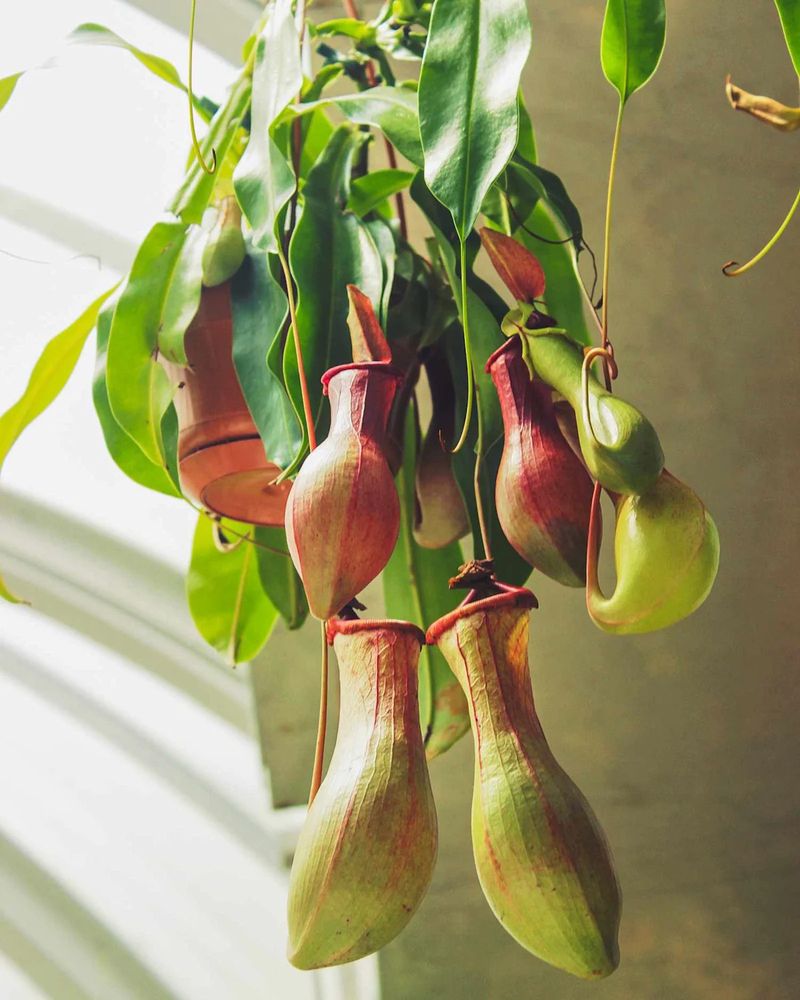 The 16 Hardest Houseplants to Grow and What to Grow Instead - Complete Gardening