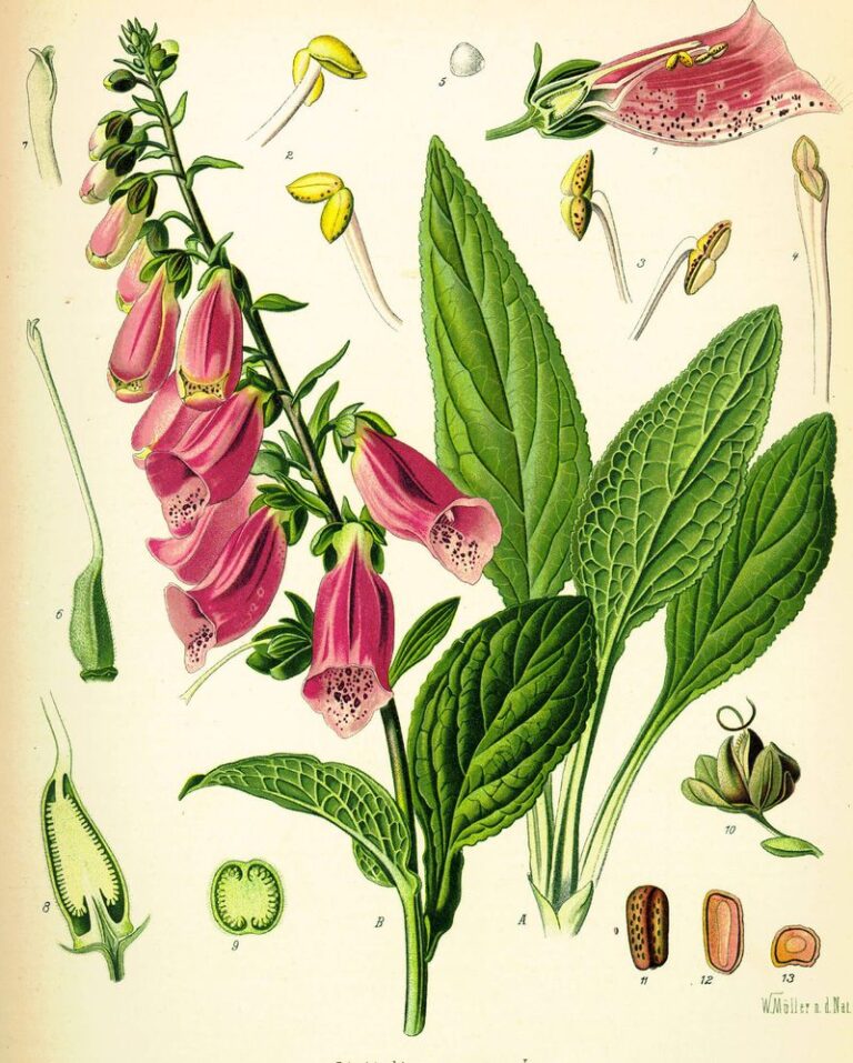 17 Gardening Tips For Growing Lush Groves Of Foxglove Blooms - Complete ...