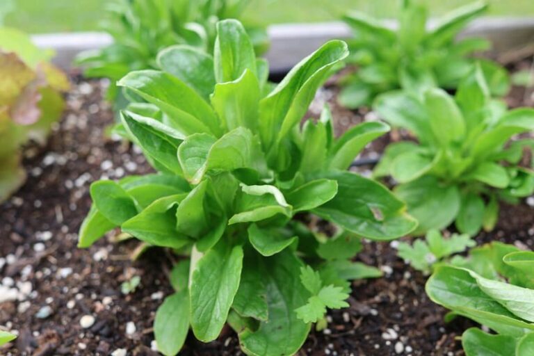 12 Leafy Greens That Tolerate Heat (And 8 That Quickly Bolt in Summer ...