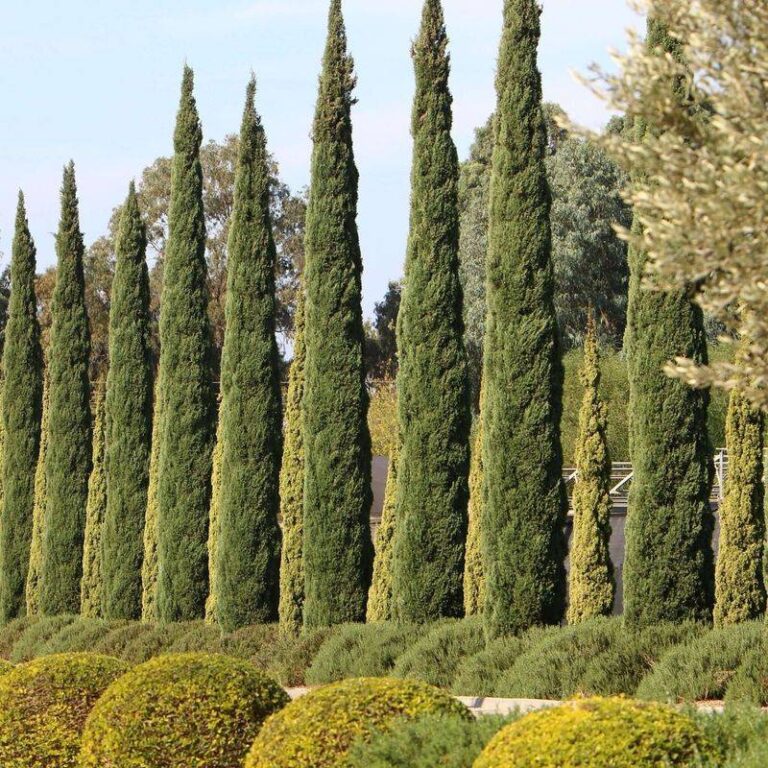 15 Fast-Growing Trees for Privacy - Complete Gardening