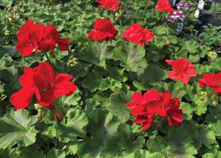 These 19 Geranium Varieties Bloom All Season With Minimal Care ...
