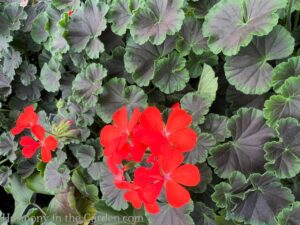 These 19 Geranium Varieties Bloom All Season With Minimal Care ...