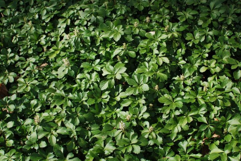 15 Ground Covers That Beat Mulch in Georgia’s Clay Soil — Low ...