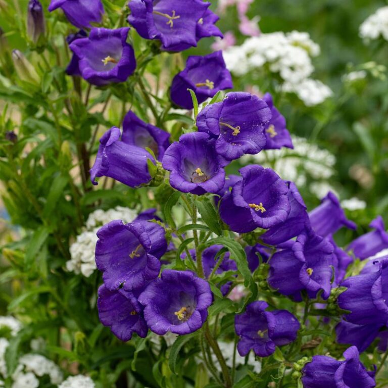 Forgotten Victorian-Era Flowers You Need in Your Garden - Complete ...