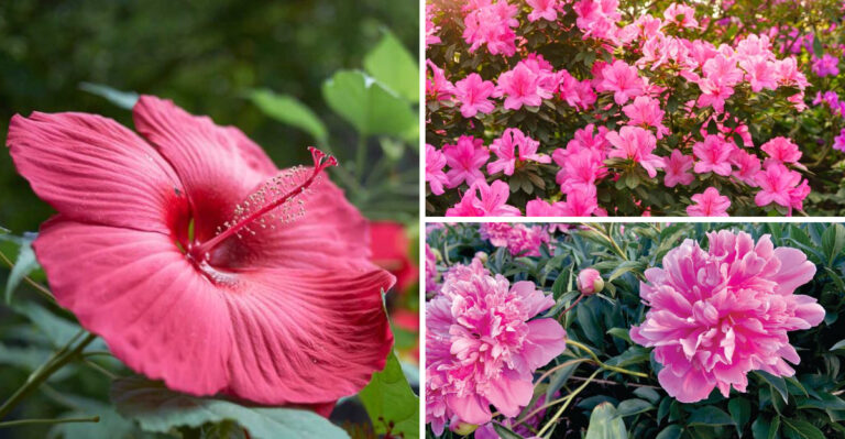 From East to West – 15 Stunning Asian Flowers You Can Grow Right Here ...