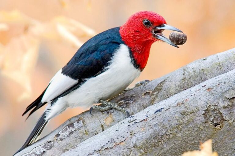 12 Gorgeous Red Birds to Spot in Your Backyard (Plus 10 Best Blooms to ...