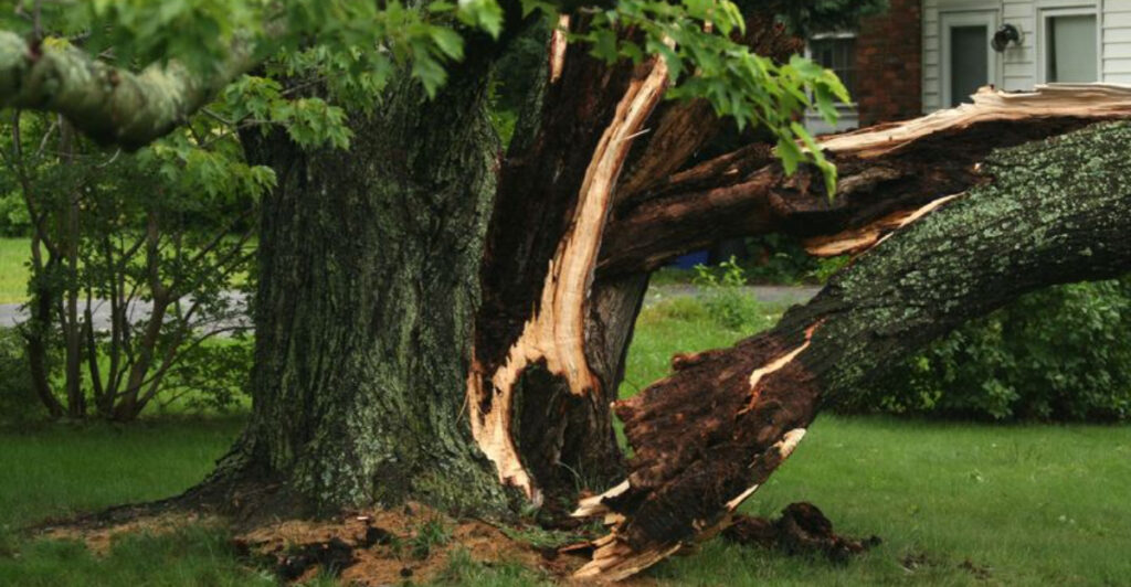 Is That Tree About to Fall on Your House? 9 Alarming Signs It's Time to ...