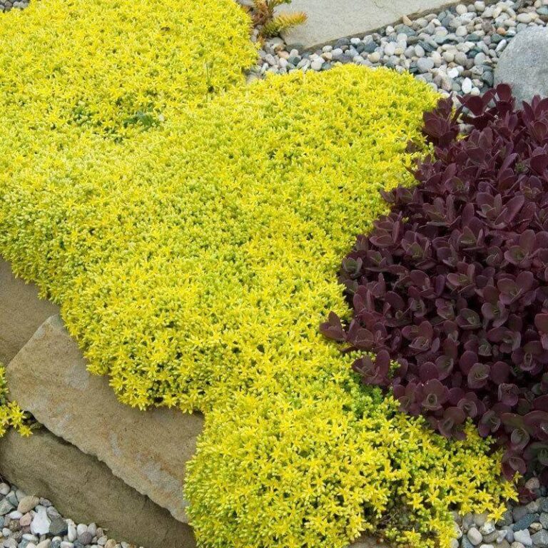 15 Ground Covers That Beat Mulch in Georgia’s Clay Soil — Low ...