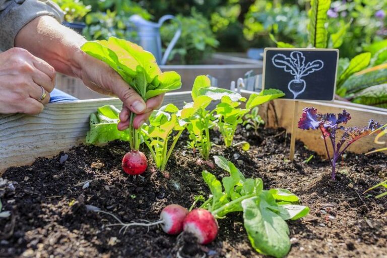 18 Vegetables That Thrive in Illinois Spring Gardens (Even With Late ...