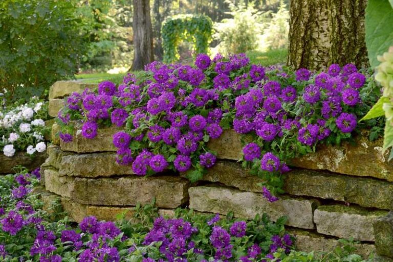 27 Low-Maintenance Flowers That Bloom Nonstop Through Summer - Complete ...