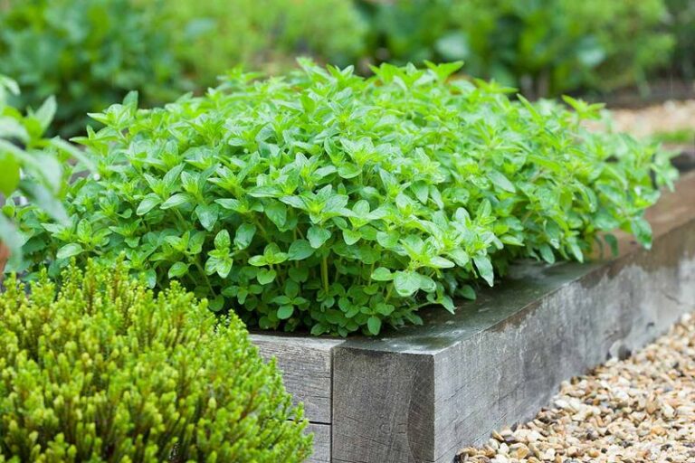 28 Companion Plants to Grow Under Fruit Trees for Bigger Bounties and ...