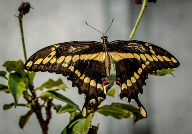 How to Identify and Attract a Giant Swallowtail Butterfly: 10 Key Tips ...