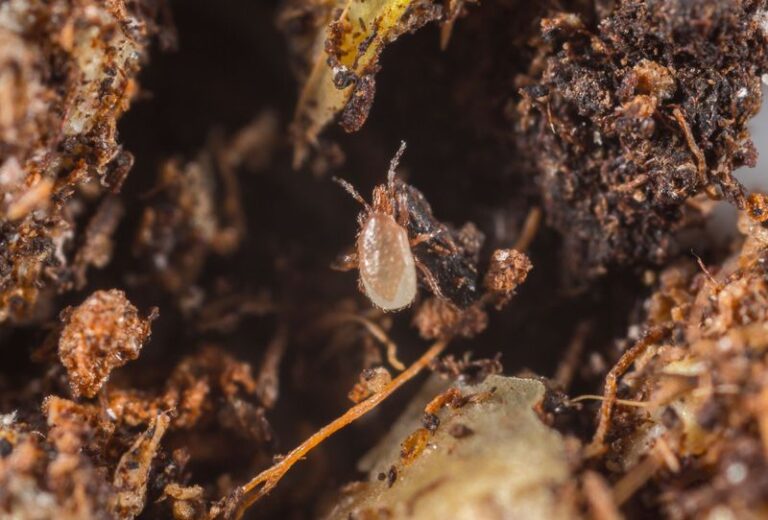 10 Common Soil Mite Species and How to Manage Them - Complete Gardening
