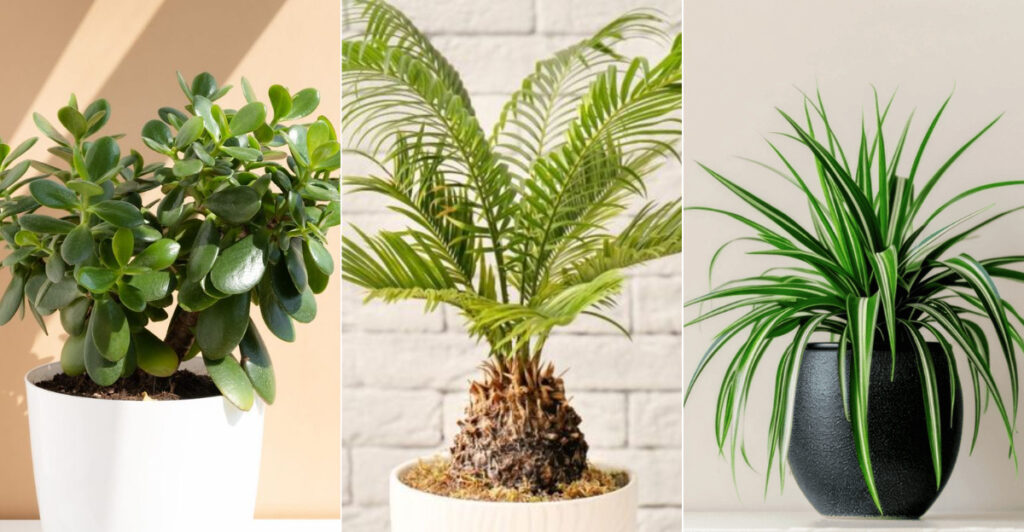 My 6 Month Plant Neglect Experiment - These 19 Species Won - Complete ...