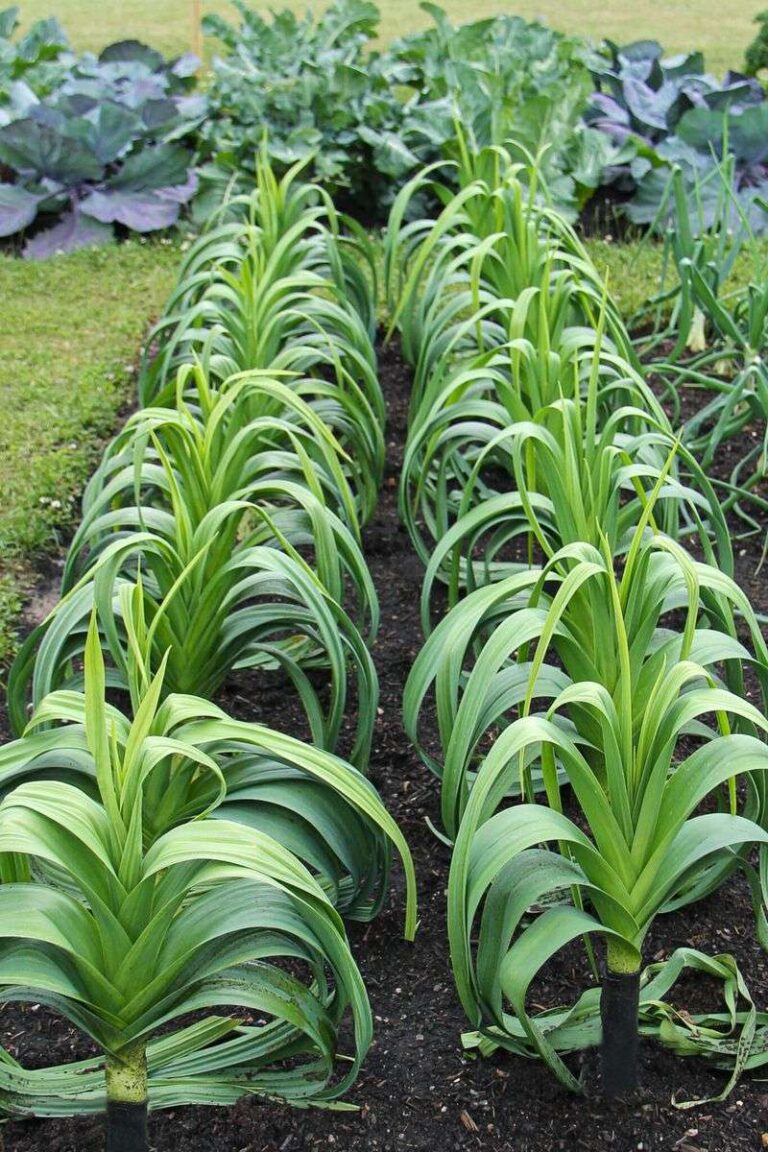 28 Companion Plants to Grow Under Fruit Trees for Bigger Bounties and ...