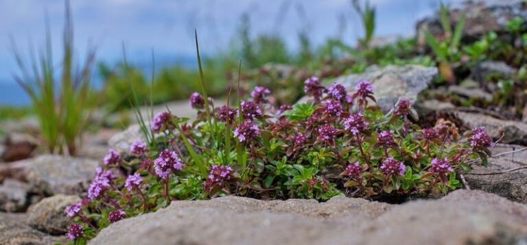 15 Ground Covers That Beat Mulch in Georgia’s Clay Soil — Low ...