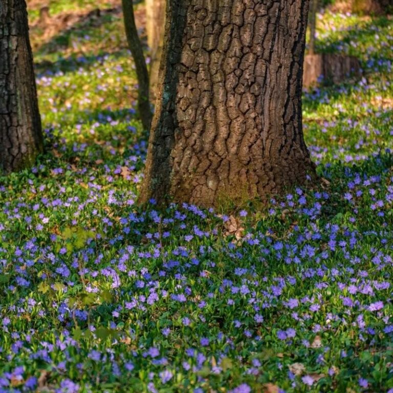 Periwinkle’s Secret Superpower? It Blooms Even in the Shade - Complete ...