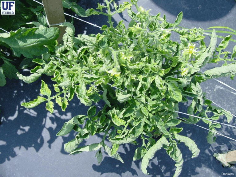 Why Tomato Plant Leaves Curl – And How To Fix The Problem Fast ...