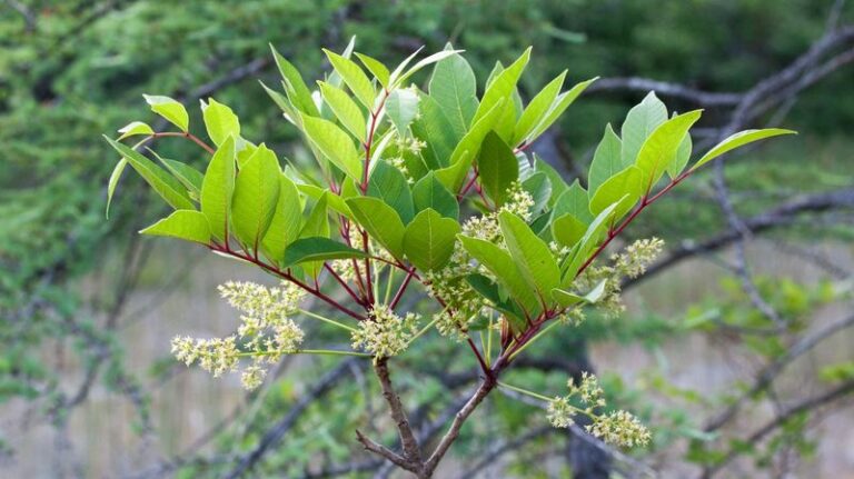 20 Plants That Can Cause Allergies and Skin Irritations - Avoid These ...