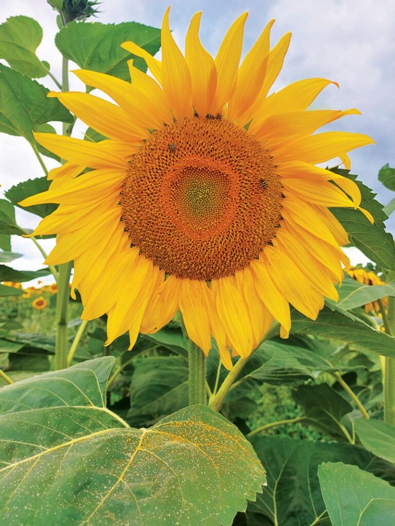 15 Secrets to Growing the Biggest Sunflowers In The Neighborhood ...