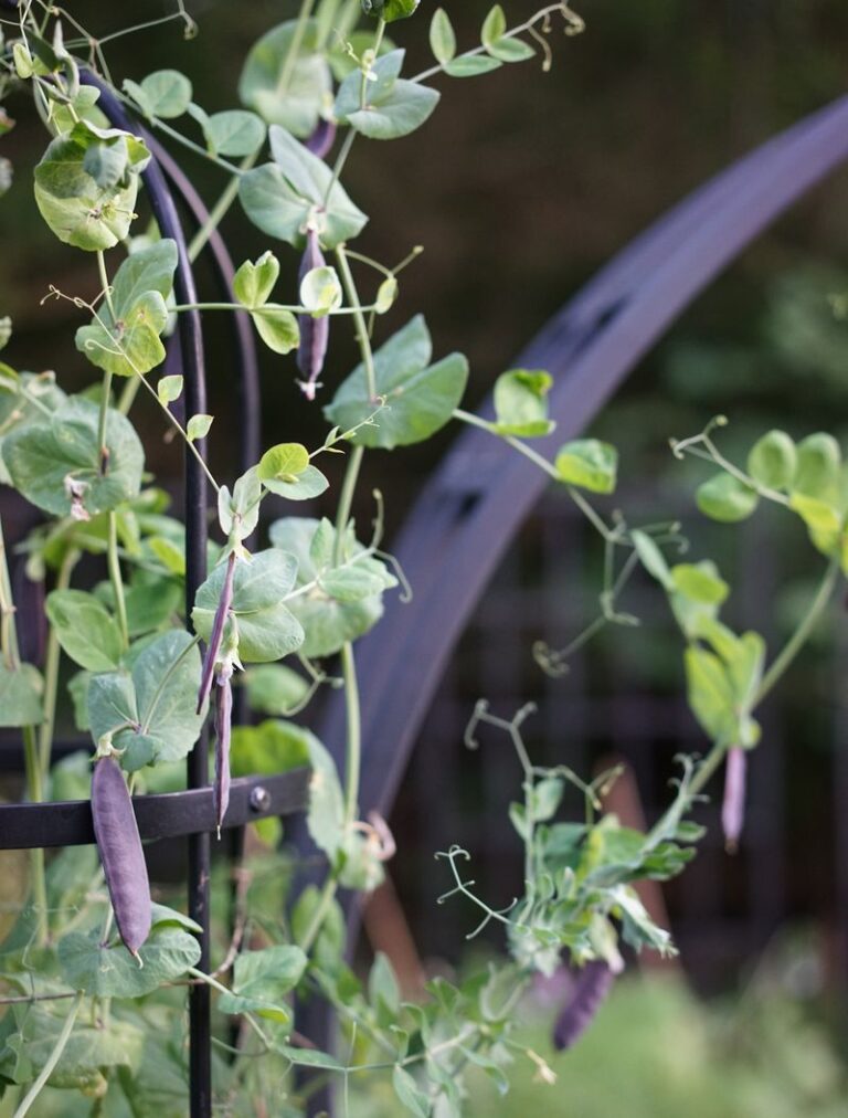 18 Vegetables That Thrive in Illinois Spring Gardens (Even With Late ...
