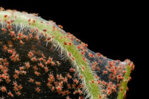 10 Common Soil Mite Species and How to Manage Them - Complete Gardening
