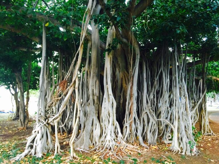 The Hidden Life of Roots: 10 Fascinating Facts from the Underground ...