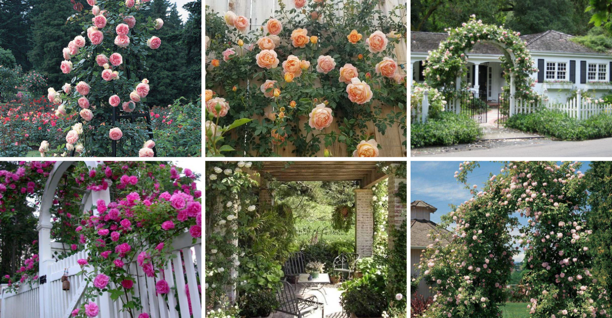 Rose garden ideas – how to choose a rose for an obelisk, arch, fence or ...