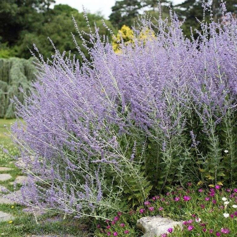 20 Shrubs for Growing in Full Sun - Complete Gardening