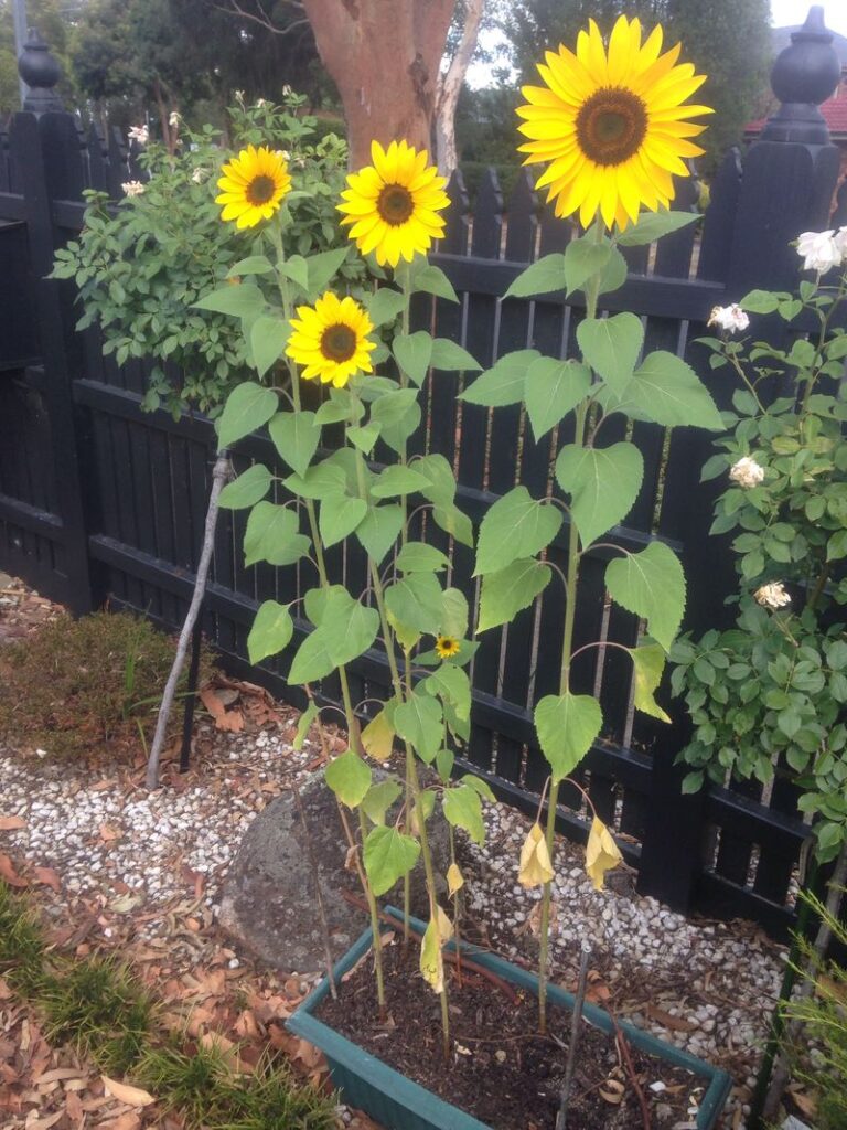 15 Secrets to Growing the Biggest Sunflowers In The Neighborhood ...