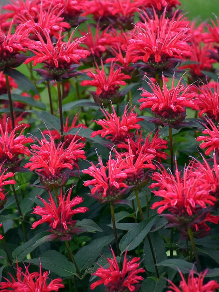The 25 Most Beautiful Perennial Flowers to Plant in Your Garden ...